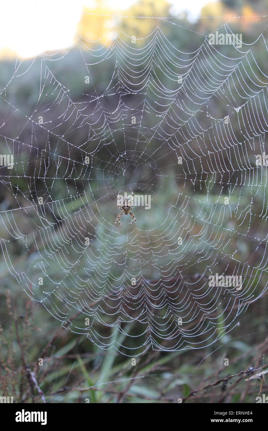 Spider web with morning dew Stock Photo - Alamy