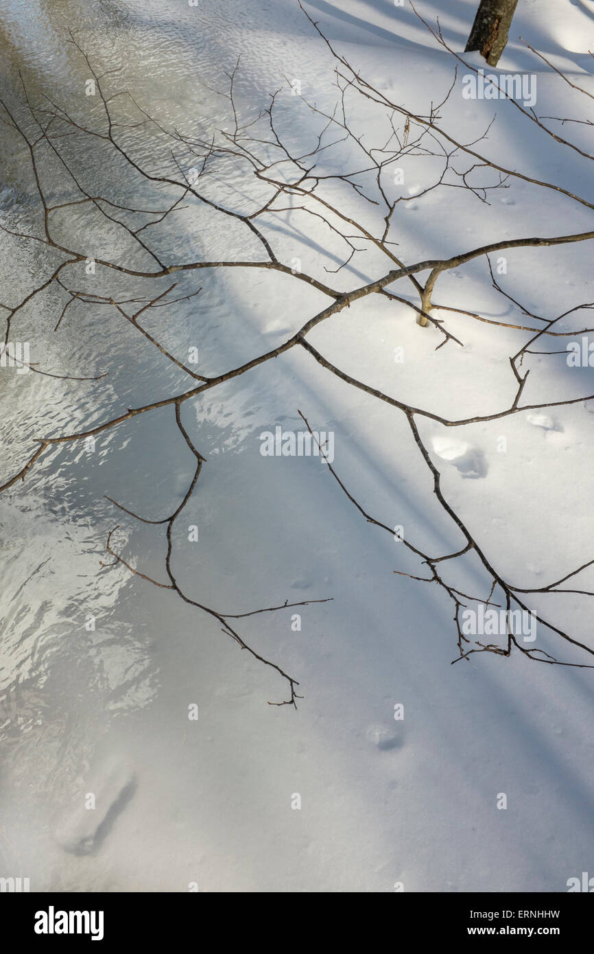 Branch over Snow and Water Stock Photo - Alamy
