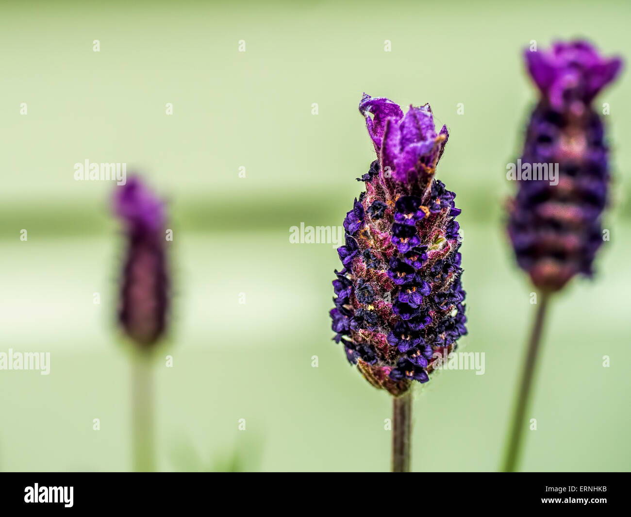 French Lavender close up Stock Photo - Alamy