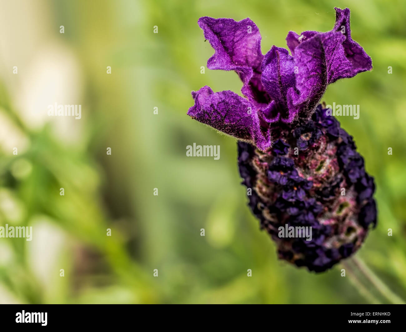 Lavender flower plant hi-res stock photography and images - Alamy