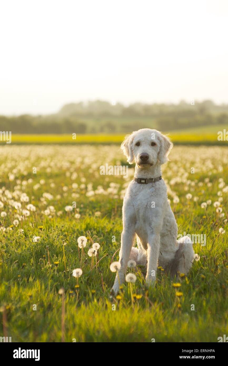 Labradoodle dog puppy in the English countryside Stock Photo - Alamy