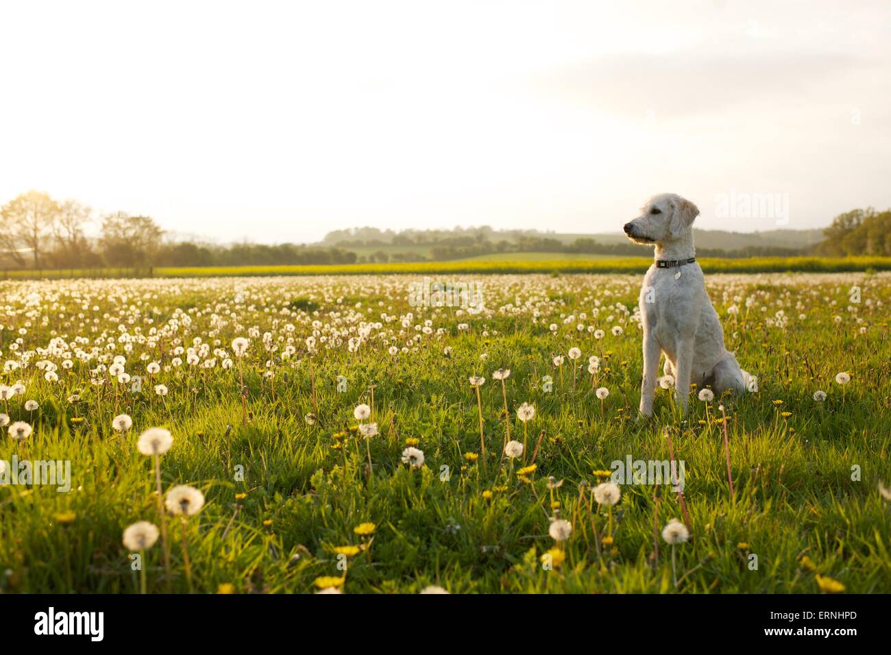 Labradoodle dog puppy in the English countryside Stock Photo - Alamy
