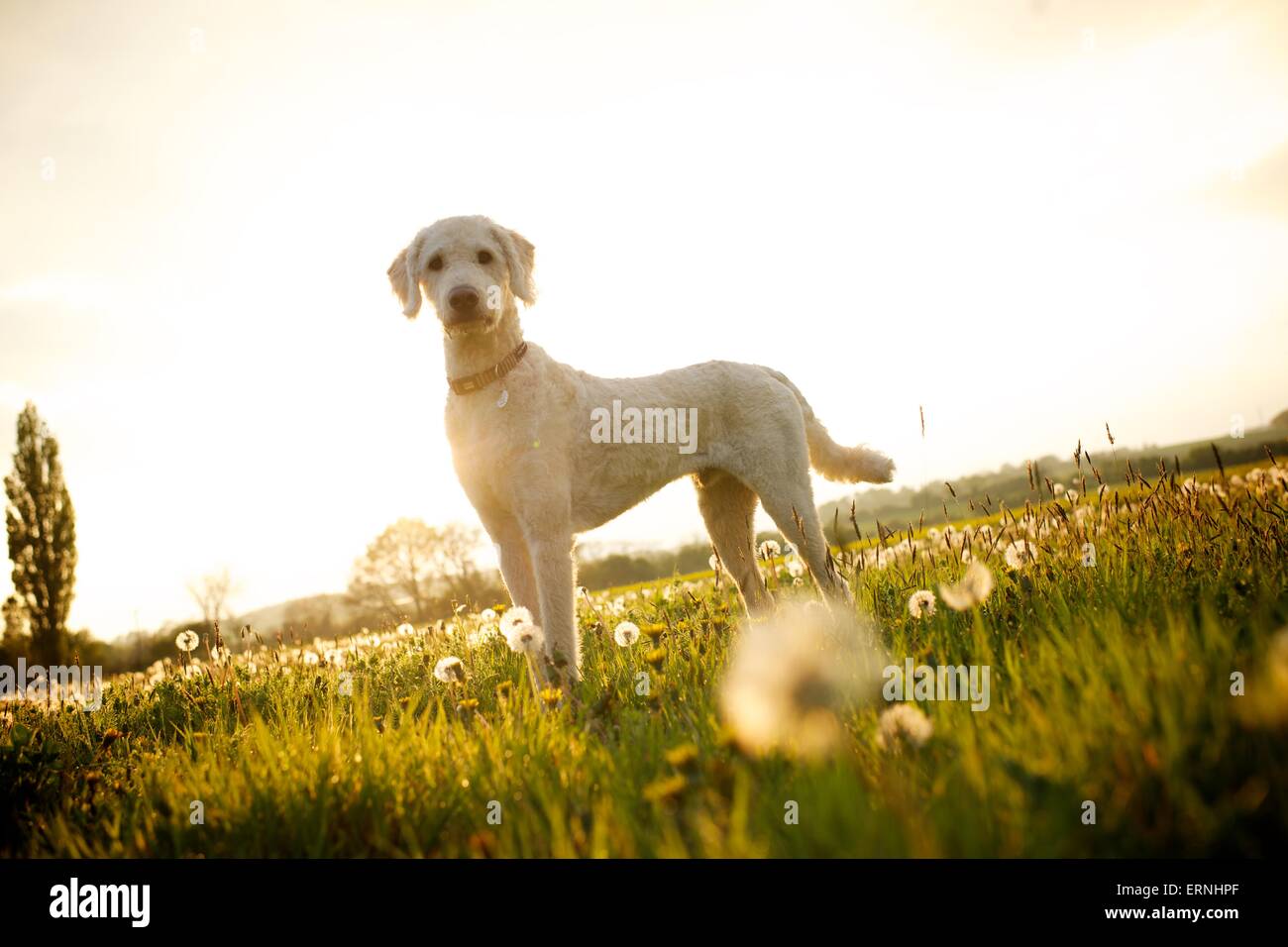 Portrait of a labradoodle in an field hi-res stock photography and ...