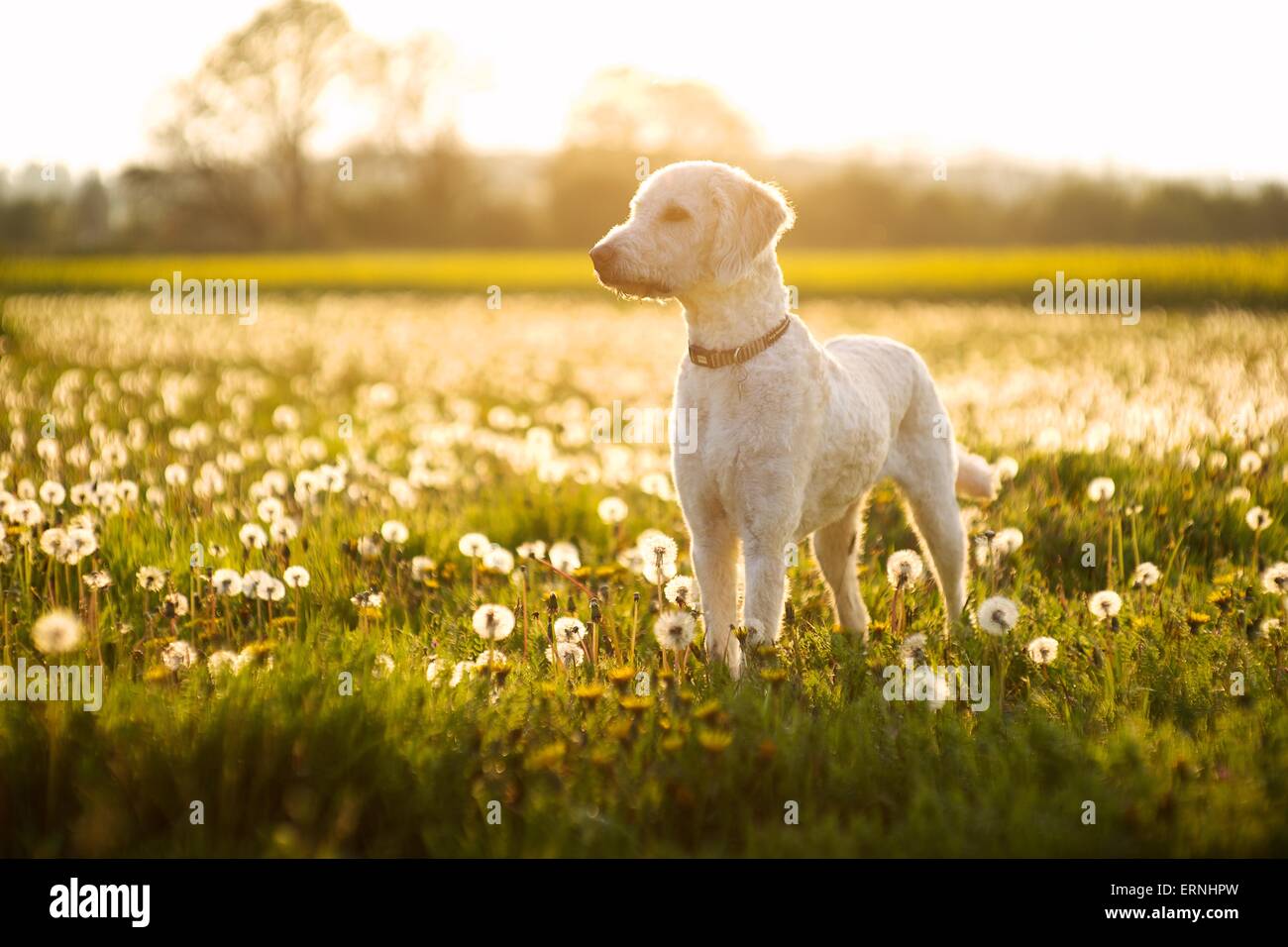 Yellow labradoodle portrait hi-res stock photography and images - Alamy