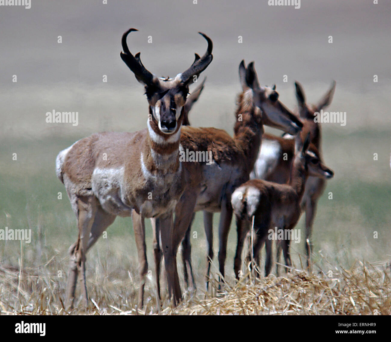 Pronghorn antelope in the Carrizo Plains National Monument in ...