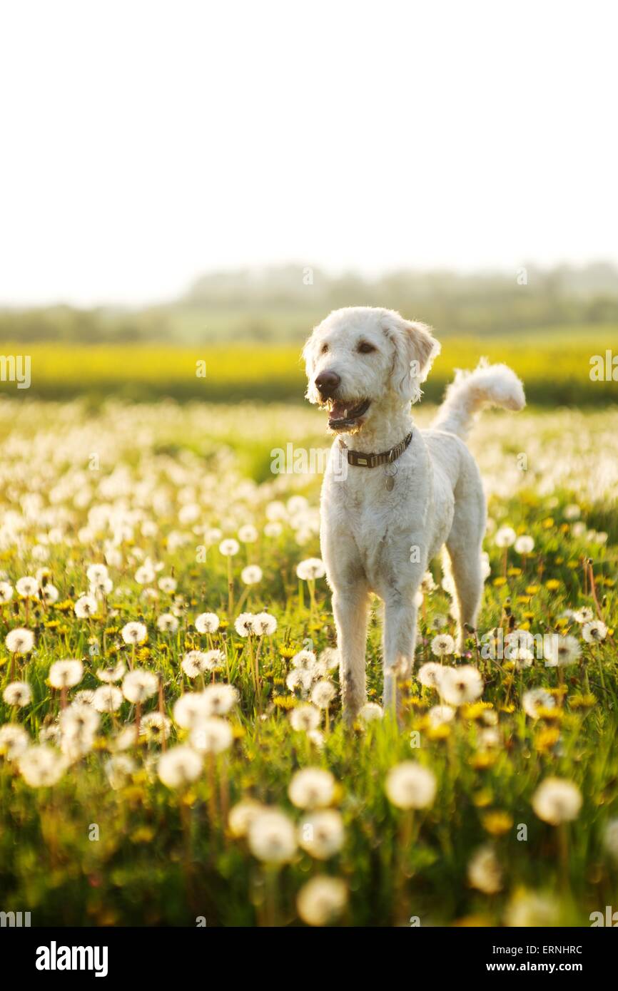 Labradoodle dog in a field of dandelions on a summers day Stock Photo ...