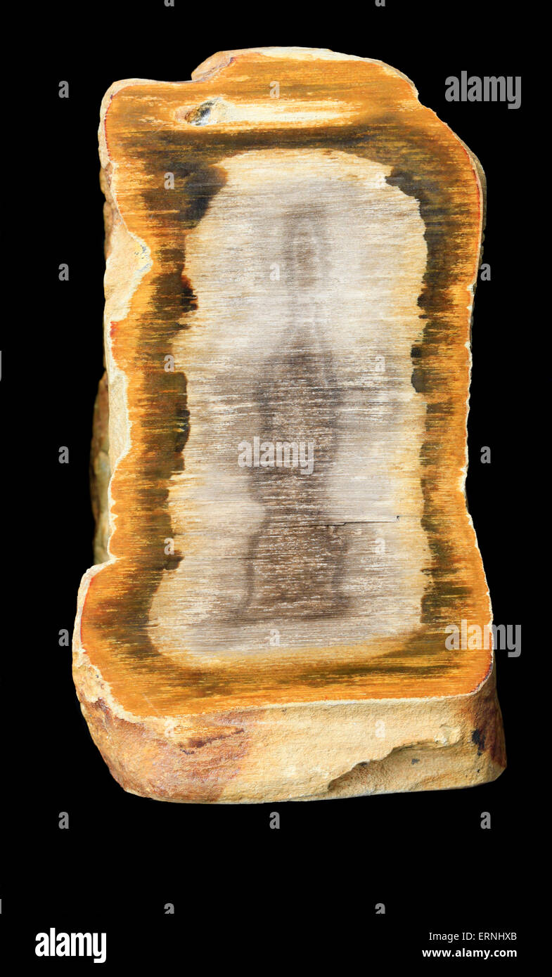 Petrified tree rings hi-res stock photography and images - Alamy