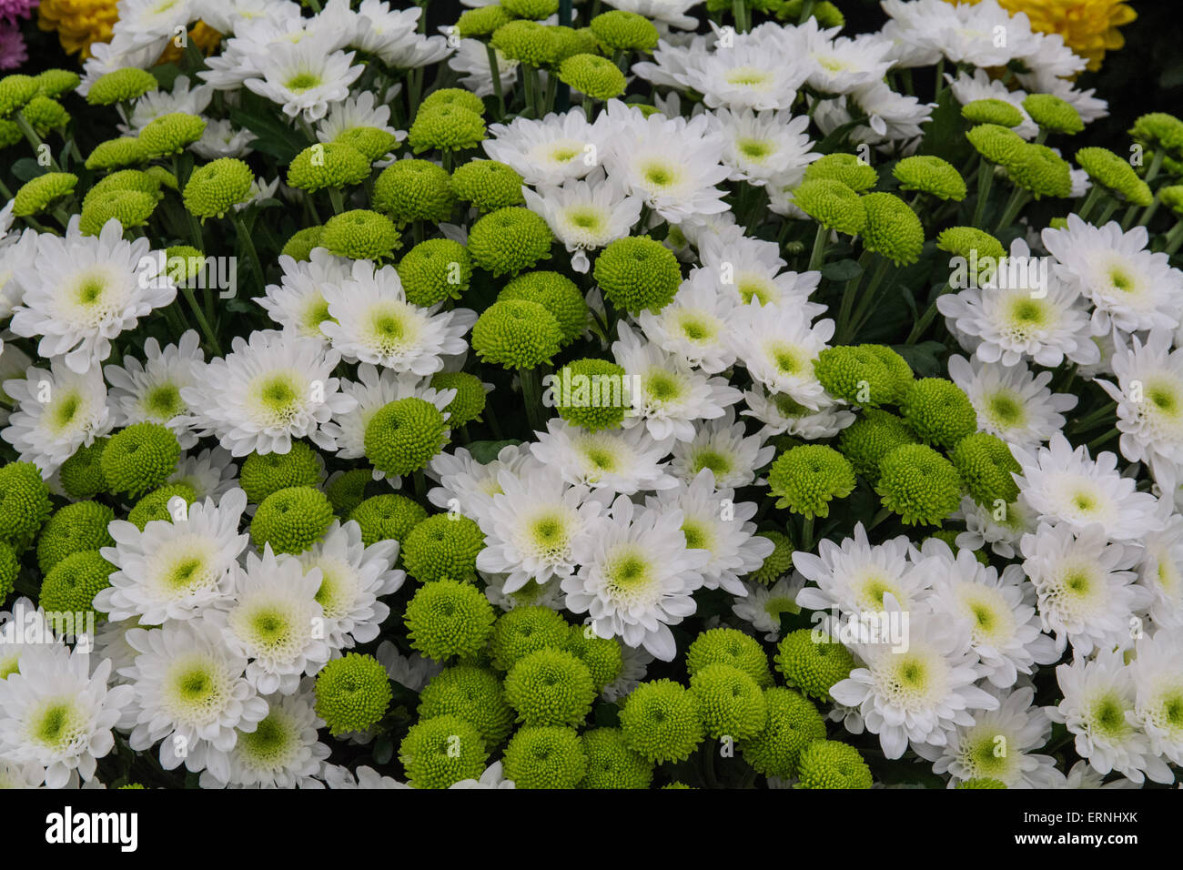 Flower arrangement of chrysanthemums Stock Photo - Alamy