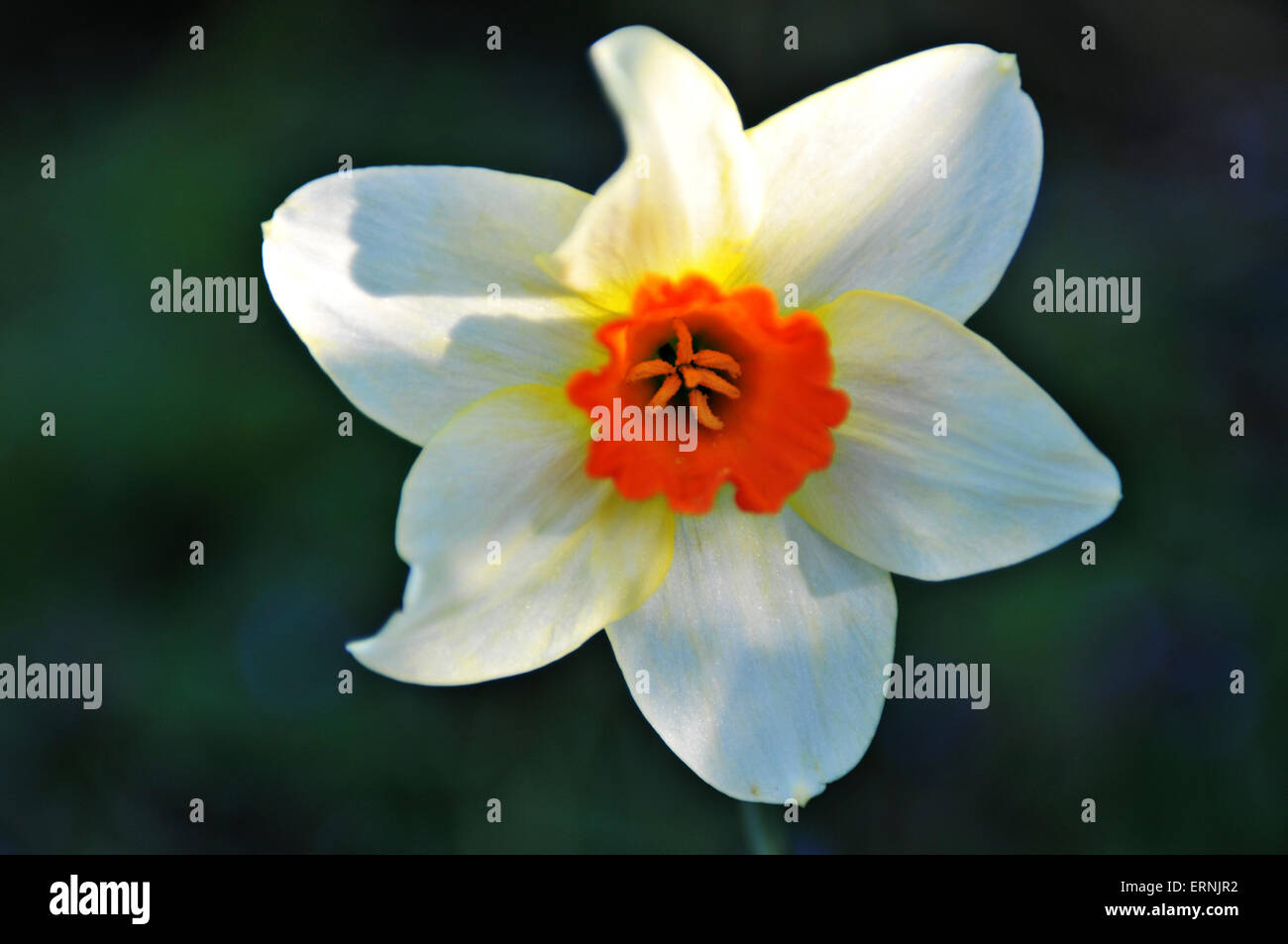 A single daffodil Stock Photo - Alamy