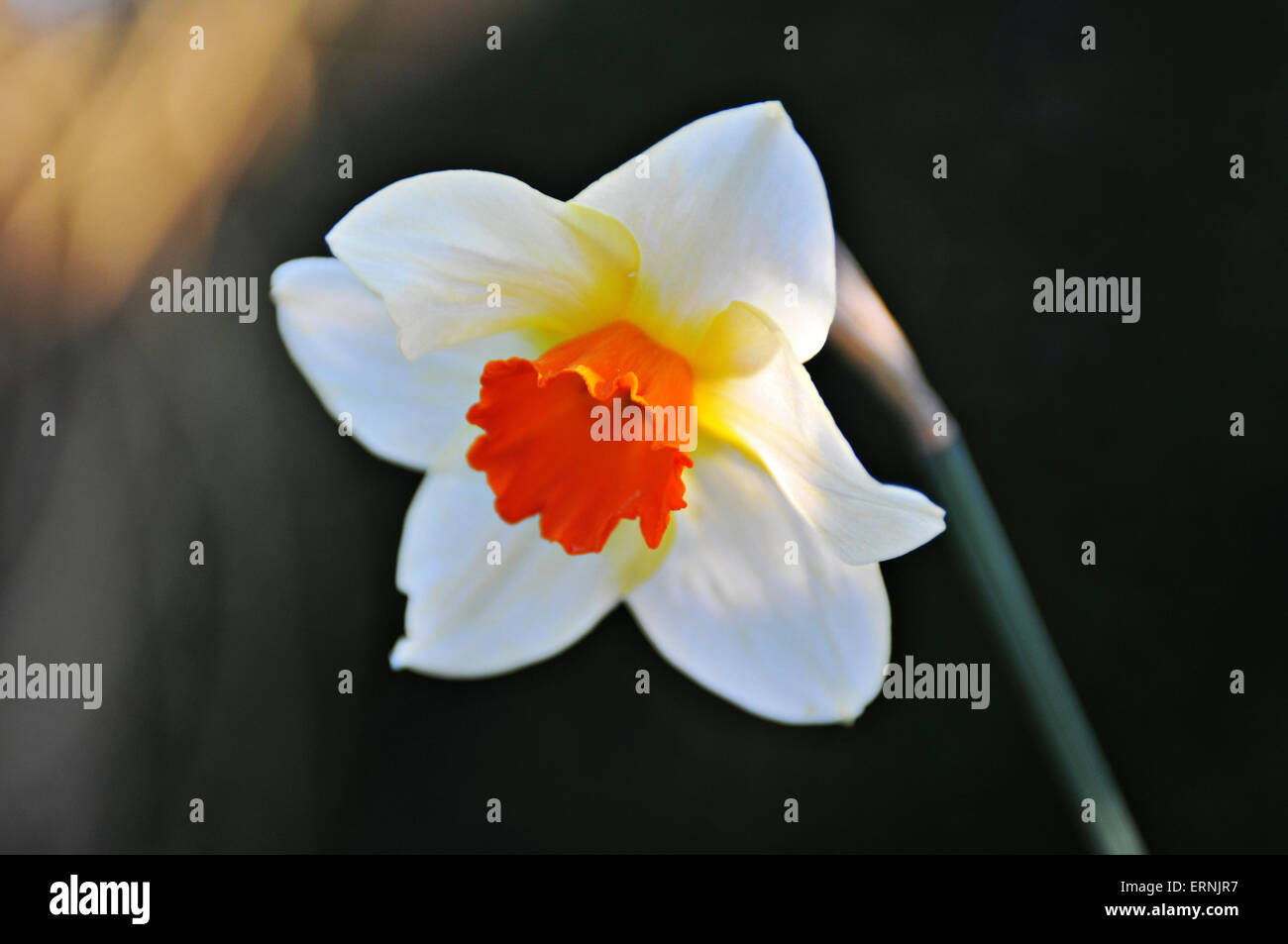 A single daffodil Stock Photo - Alamy