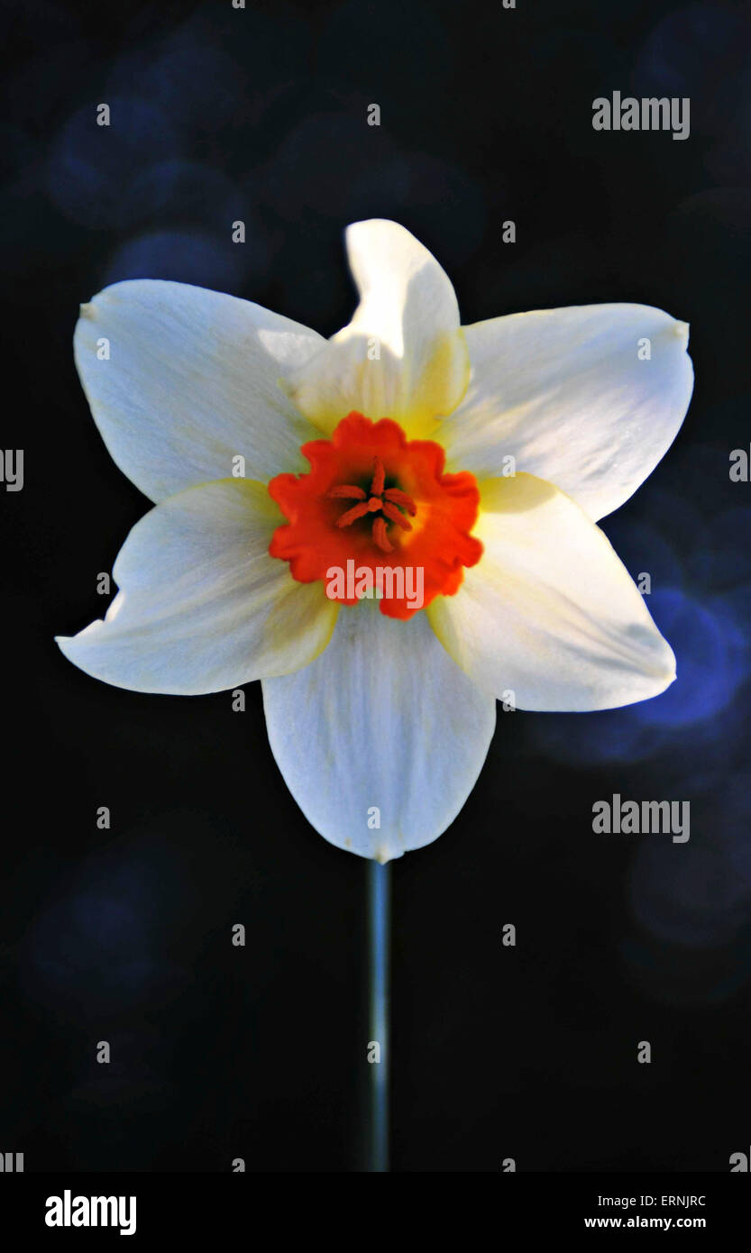 A single daffodil Stock Photo - Alamy