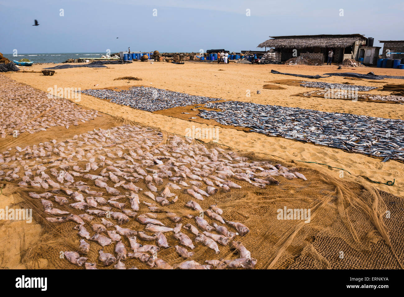 Negombo fish market, fish drying at Lellama fish market, Negombo, West ...
