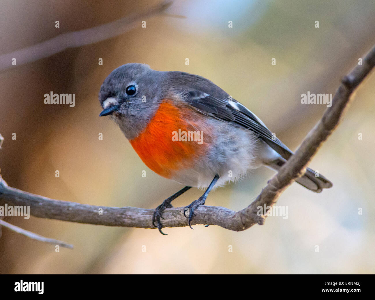 Scarlet Robin High Resolution Stock Photography and Images - Alamy