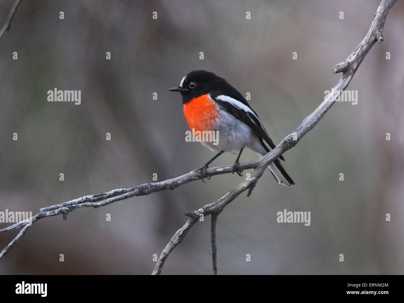 Scarlet Robin High Resolution Stock Photography and Images - Alamy