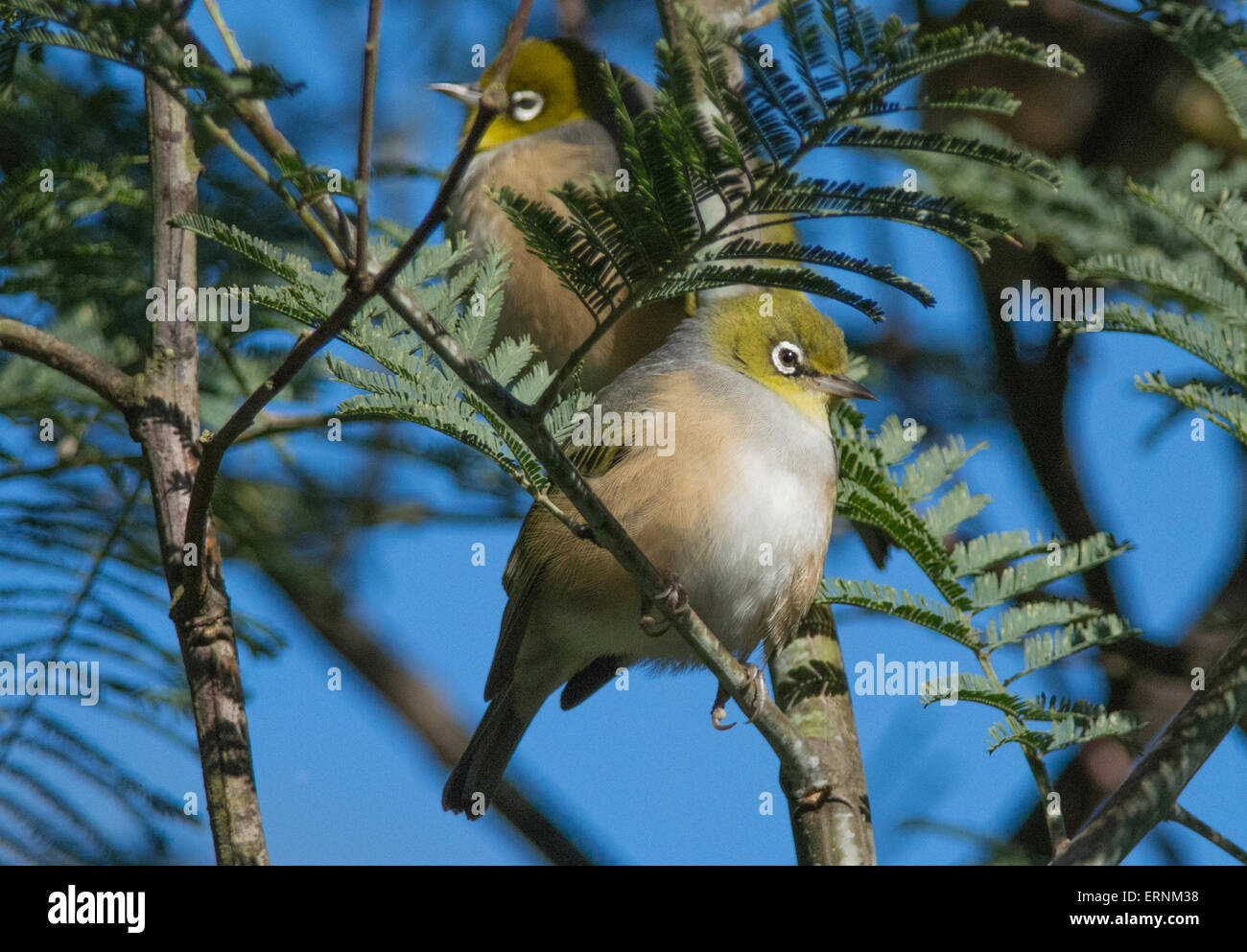 Silvereye birds hi-res stock photography and images - Alamy
