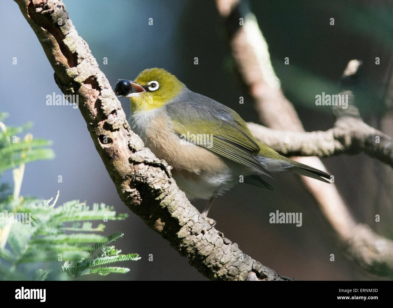 Silvereye birds hi-res stock photography and images - Alamy