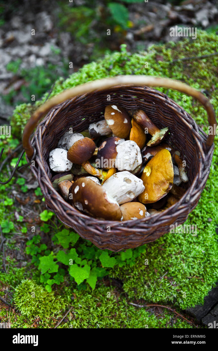 full basket of mushrooms photographed in a forest Stock Photo - Alamy