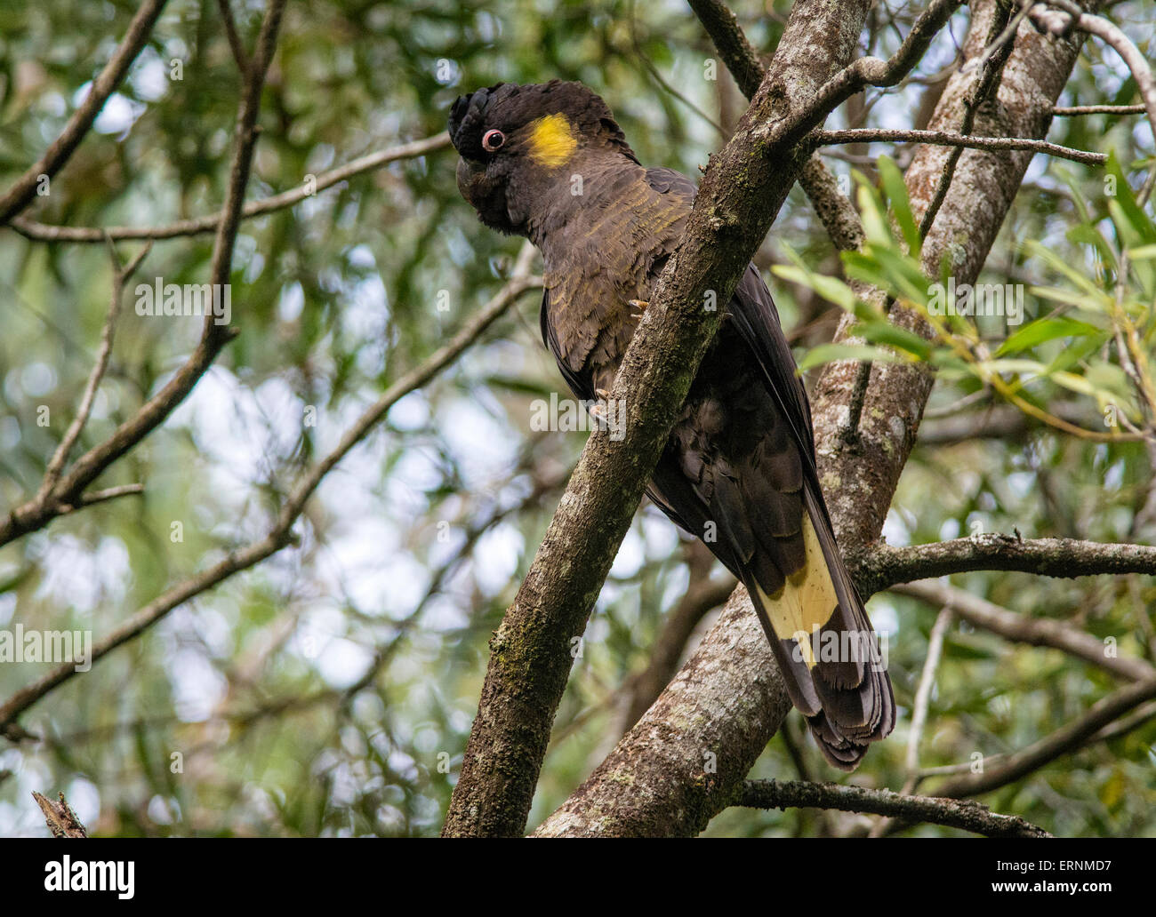 Yellow tailed black cockatoo hi-res stock photography and images - Alamy
