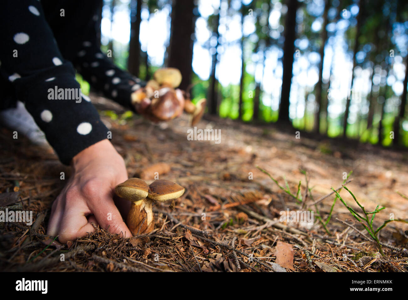 Woman picking mushrooms in the forest Stock Photo - Alamy