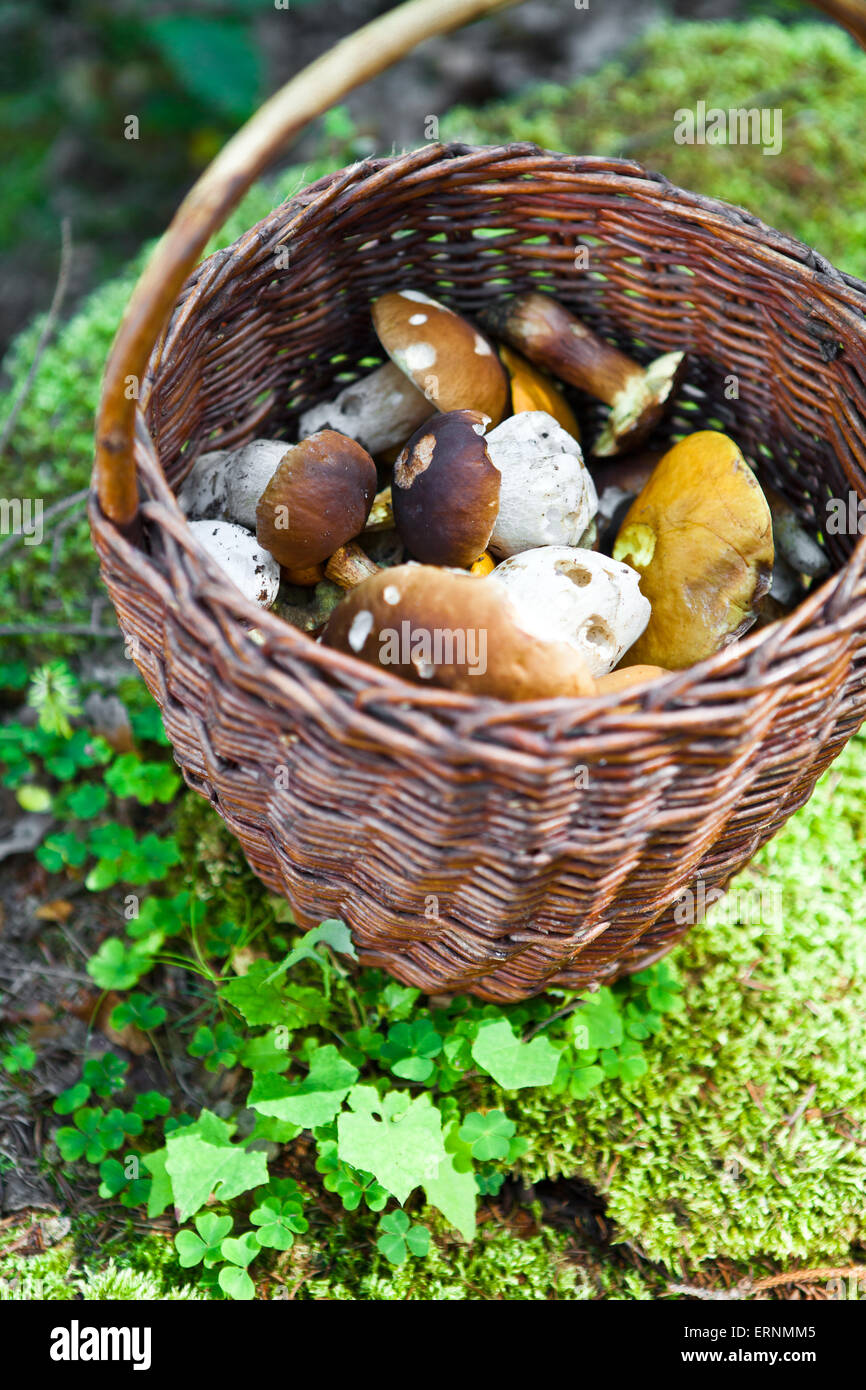 full basket of mushrooms photographed in a forest Stock Photo - Alamy