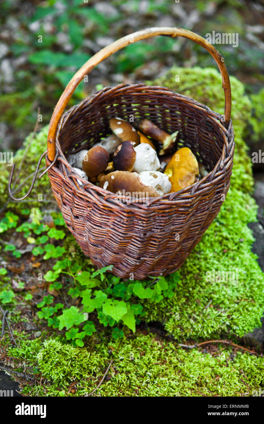 full basket of mushrooms photographed in a forest Stock Photo - Alamy