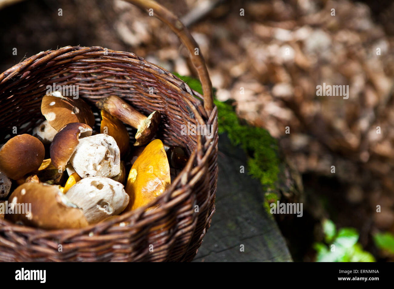 full basket of mushrooms photographed in a forest Stock Photo - Alamy