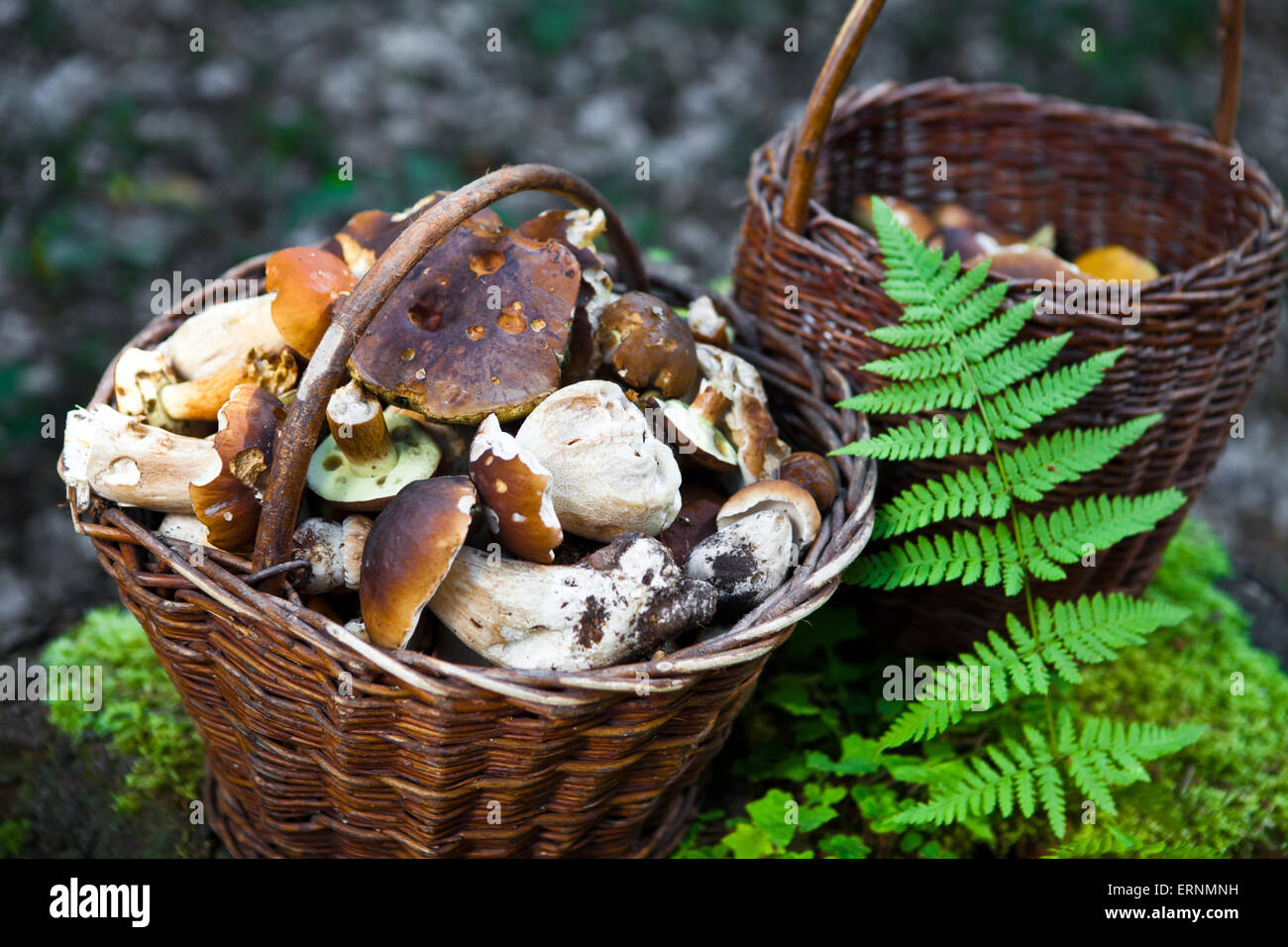 full basket of mushrooms photographed in a forest Stock Photo - Alamy