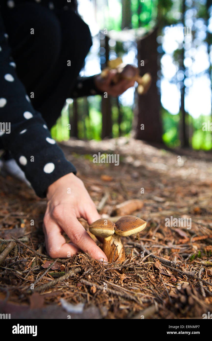 Woman picking mushrooms in the forest Stock Photo - Alamy