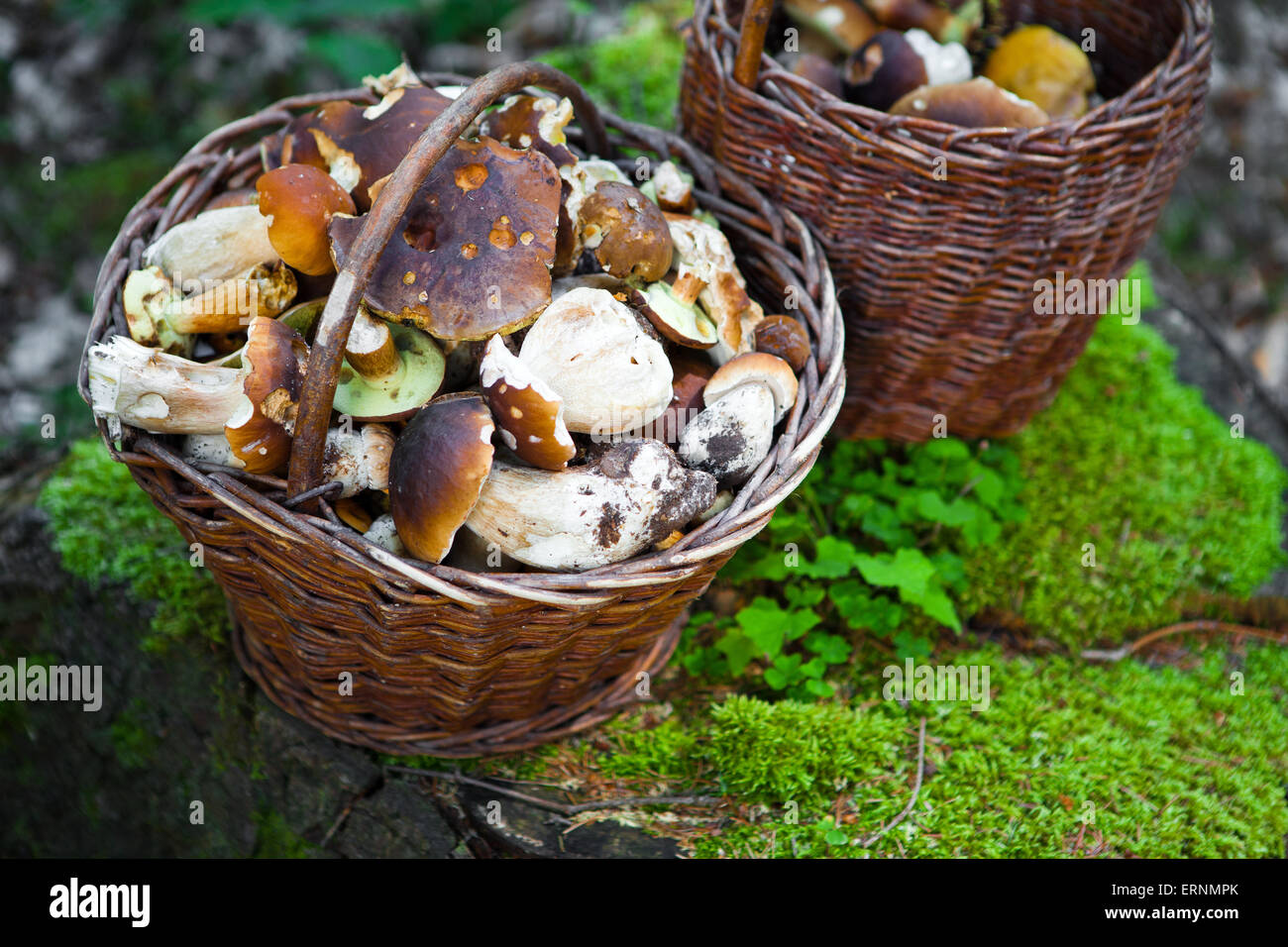 full basket of mushrooms photographed in a forest Stock Photo - Alamy
