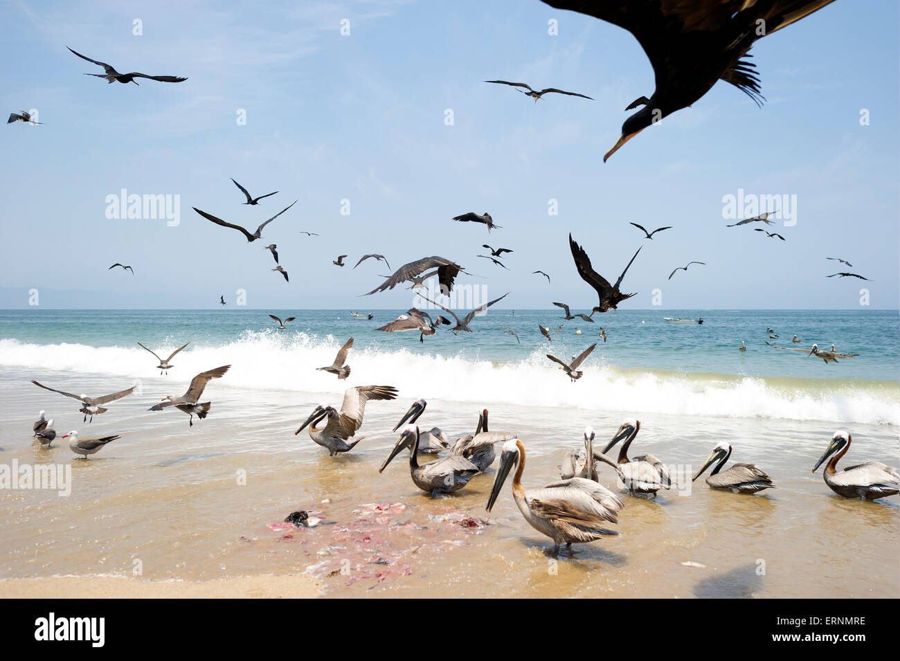 Flying birds on beach hi-res stock photography and images - Alamy