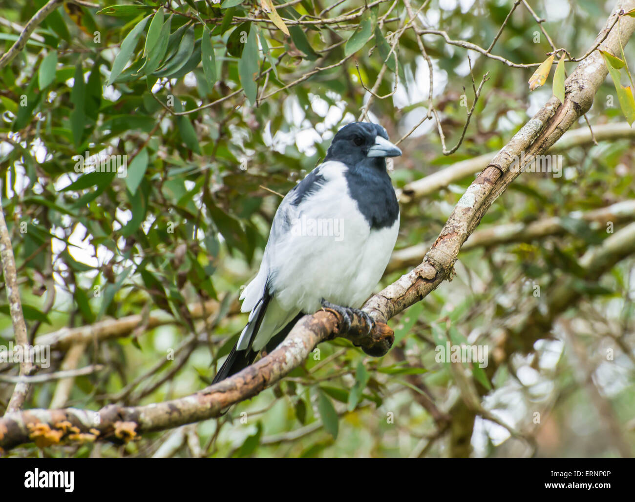 Butcher bird hi-res stock photography and images - Alamy