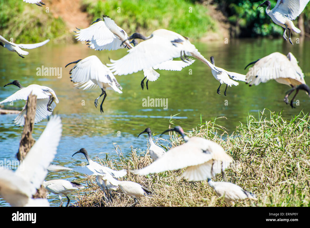 flock of Ibis in flight Stock Photo - Alamy