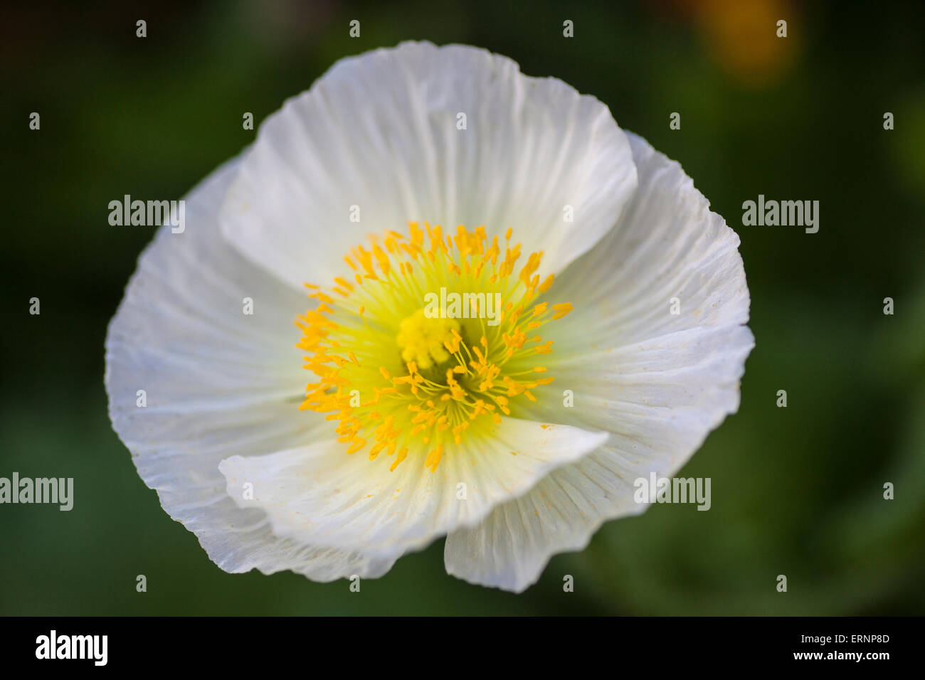 White poppy hi-res stock photography and images - Alamy