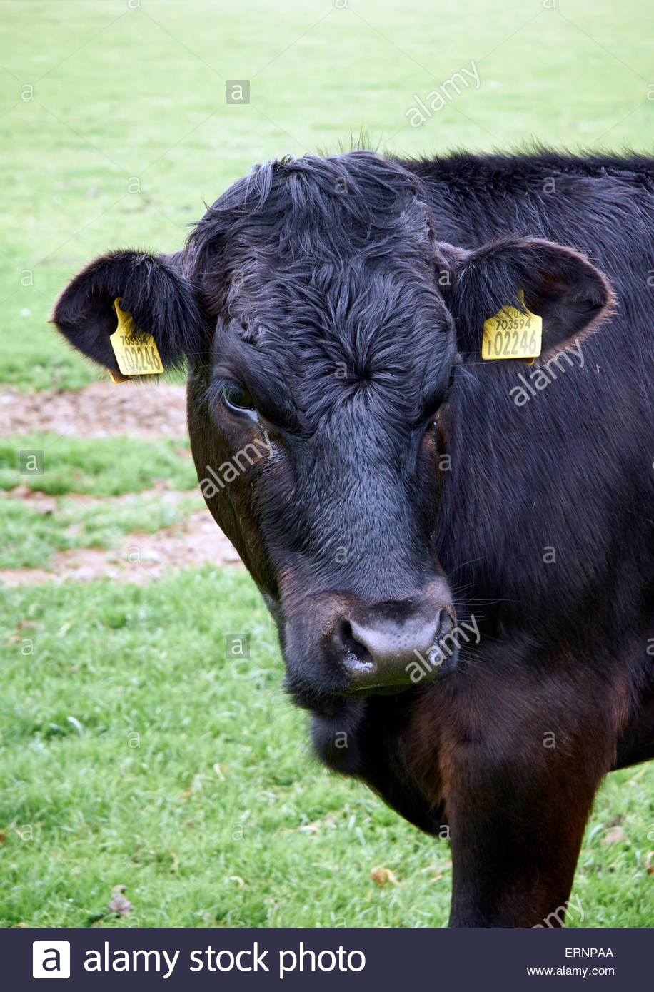 Cow Identification Tags High Resolution Stock Photography and Images ...