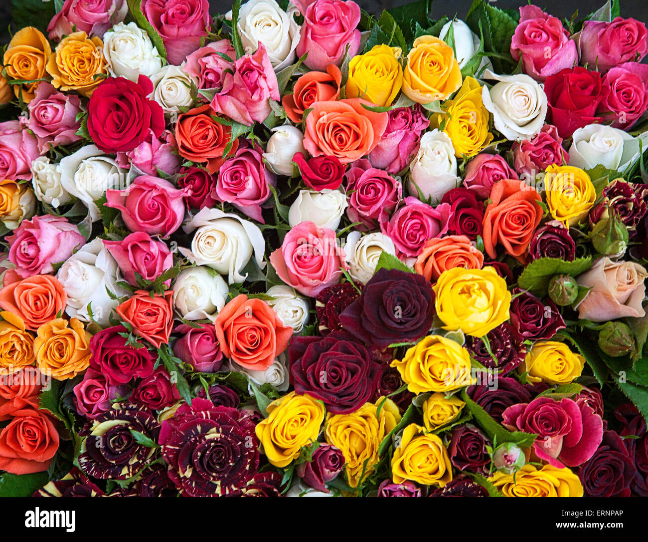 Colorful roses at the flower market in Aix en Provence. France Stock ...