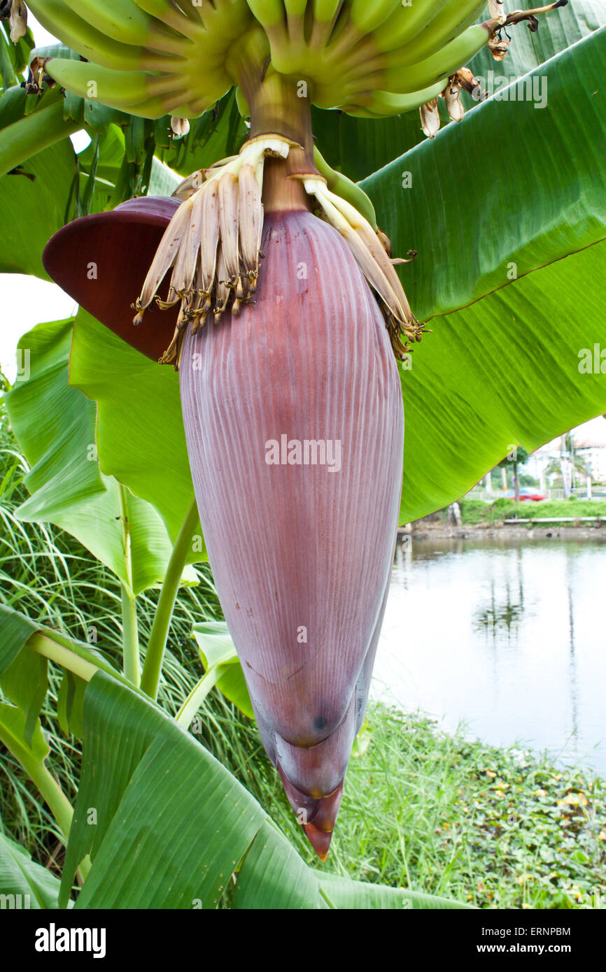 Banana flower musa sp hi-res stock photography and images - Alamy