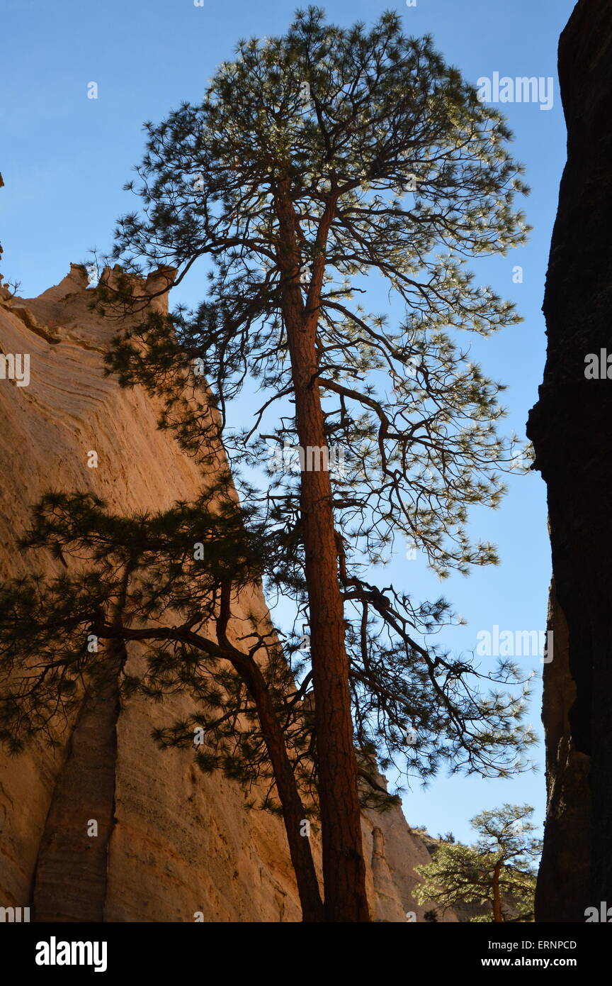 Canyon tree hi-res stock photography and images - Alamy