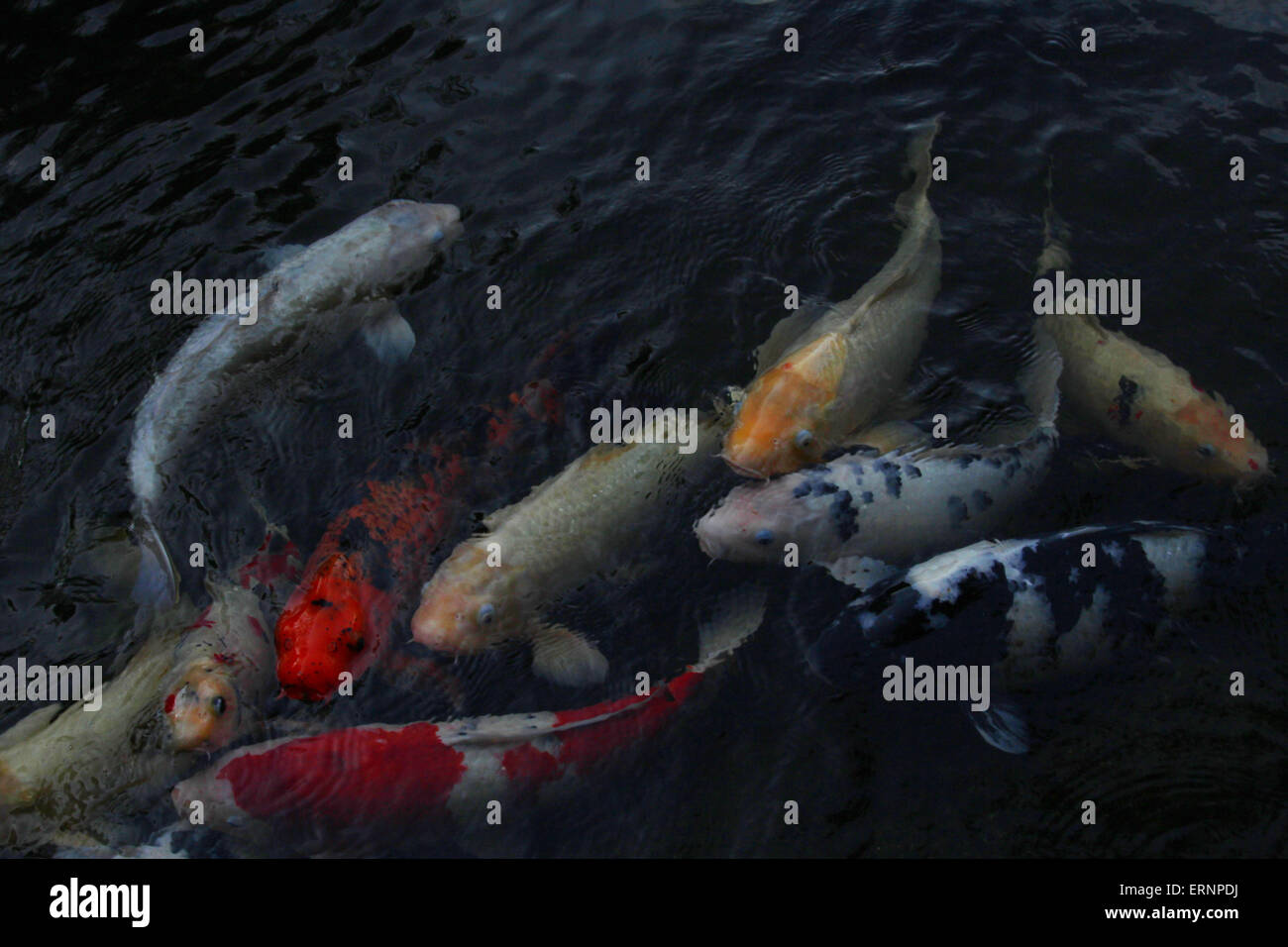 Koi fish, Cyprinus carpio haematopterus, eating in a koi pond in Long ...
