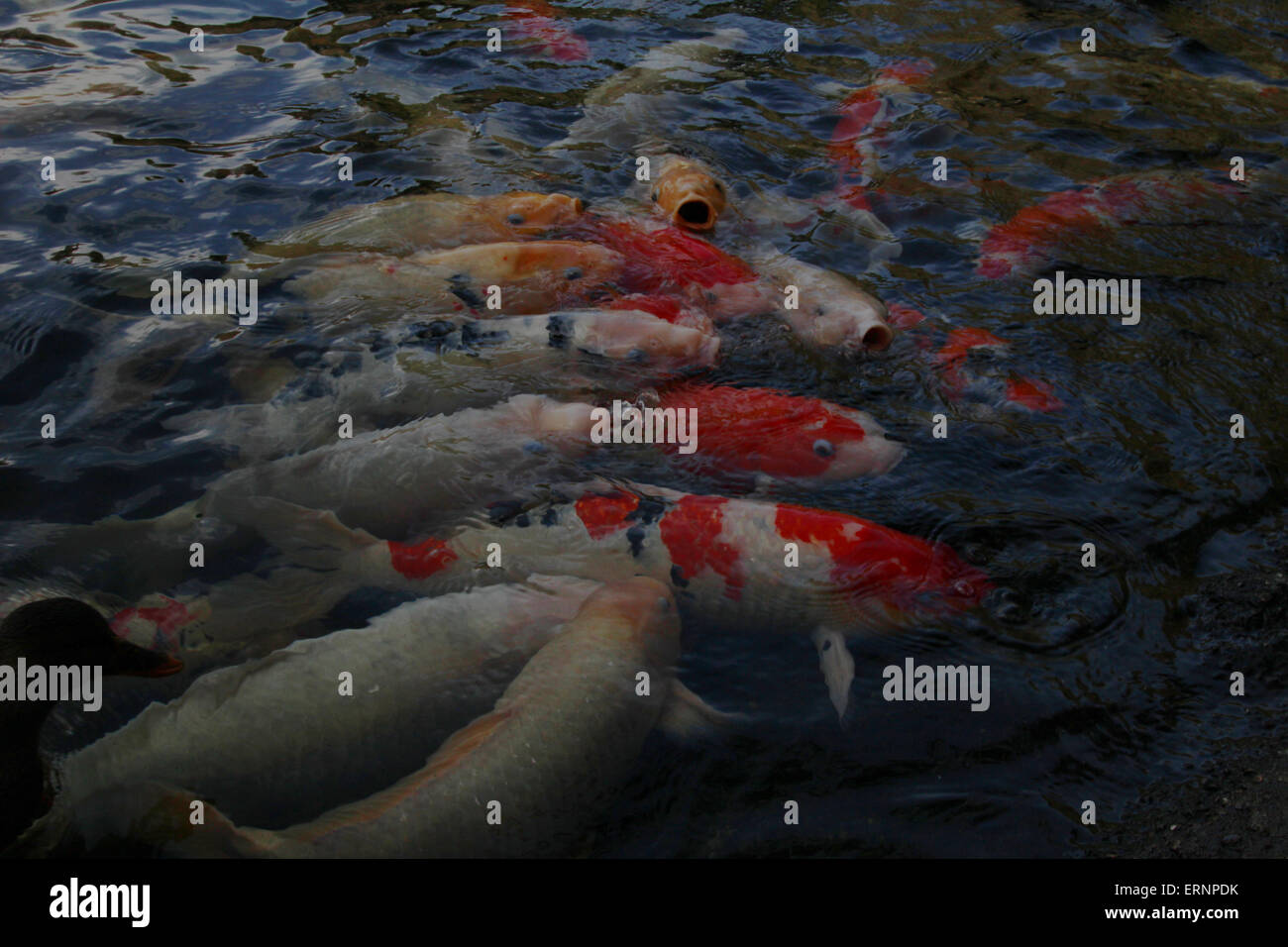 Koi fish, Cyprinus carpio haematopterus, eating in a koi pond in Long ...