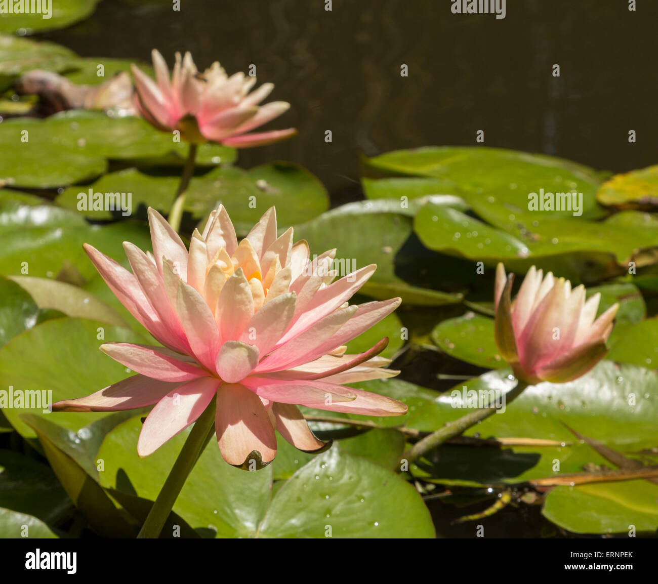 Lotus koi hi-res stock photography and images - Alamy