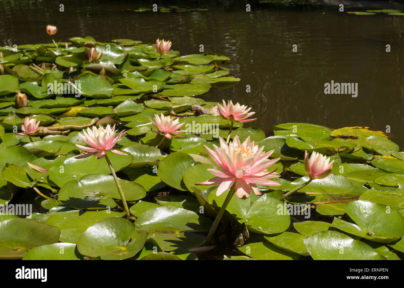 Lotus koi hi-res stock photography and images - Alamy