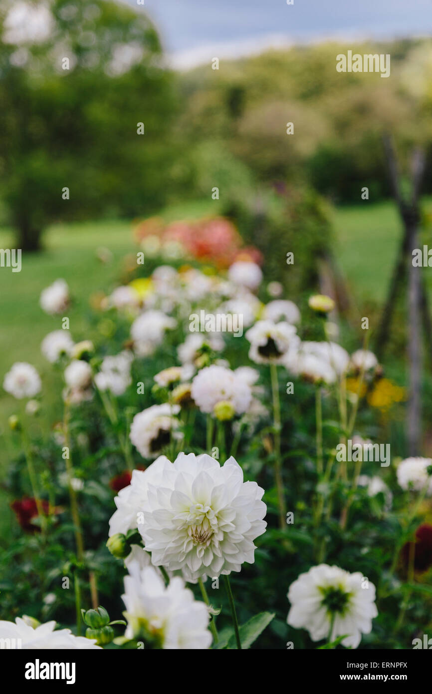 Flower garden with dahlias, Turaida Estate, Turaida Museum Reserve ...