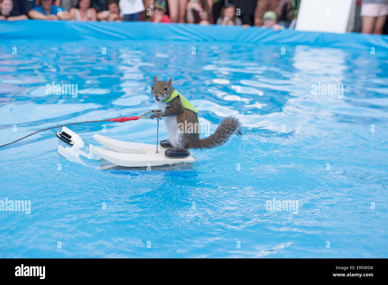 Austin, Texas, USA. 5th June, 2015. TWIGGY The water-skiing squirrel ...