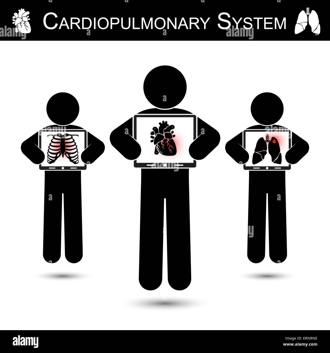 Cardiopulmonary system hi-res stock photography and images - Alamy
