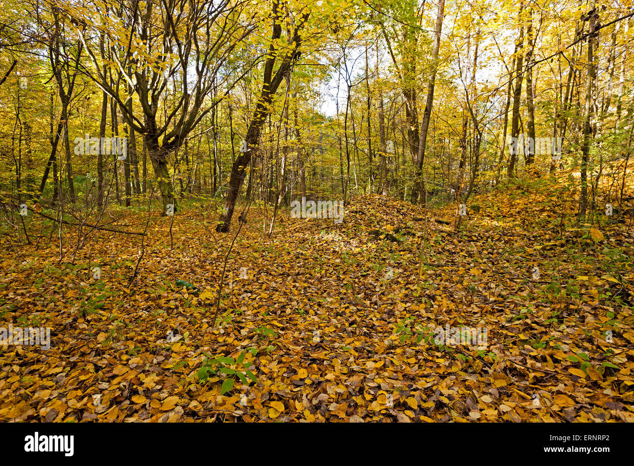 the autumn wood Stock Photo - Alamy