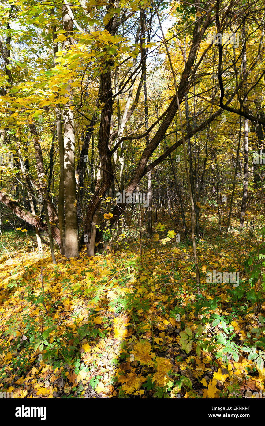 the autumn wood Stock Photo - Alamy