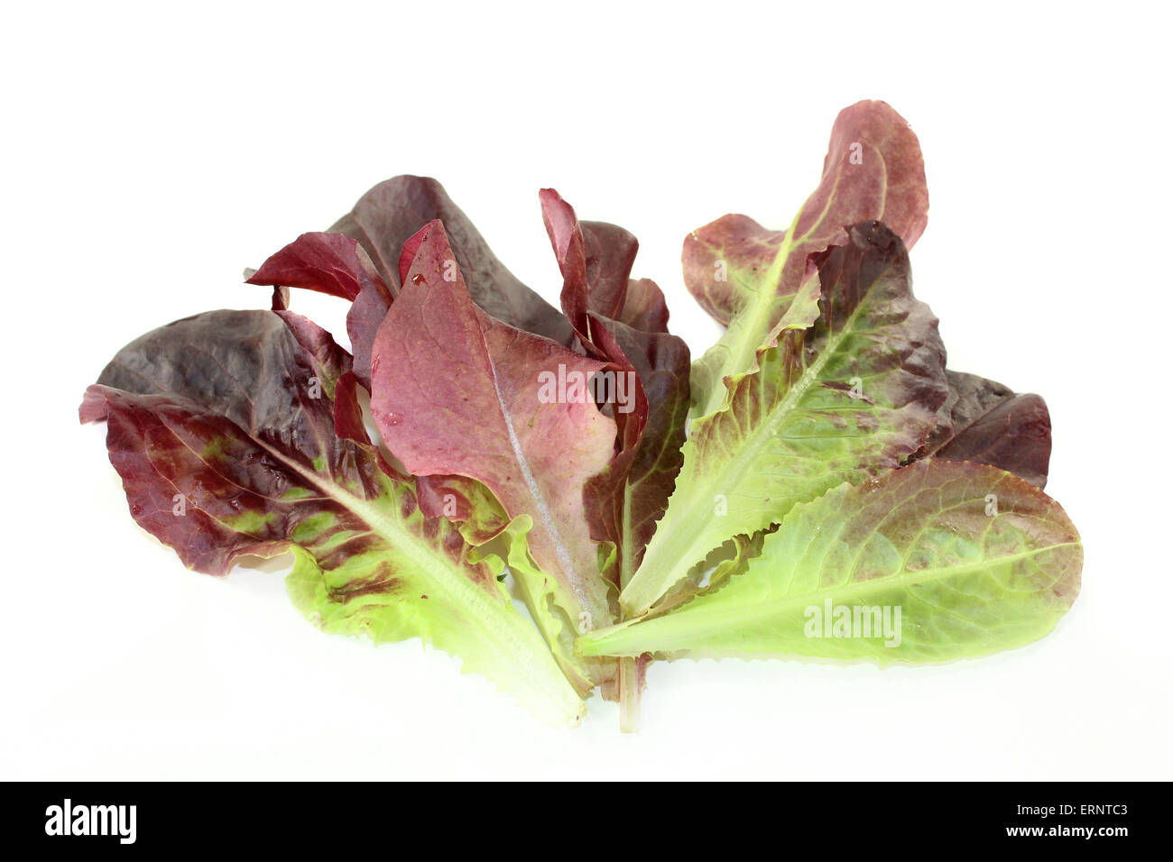 Red leaf salad hi-res stock photography and images - Alamy