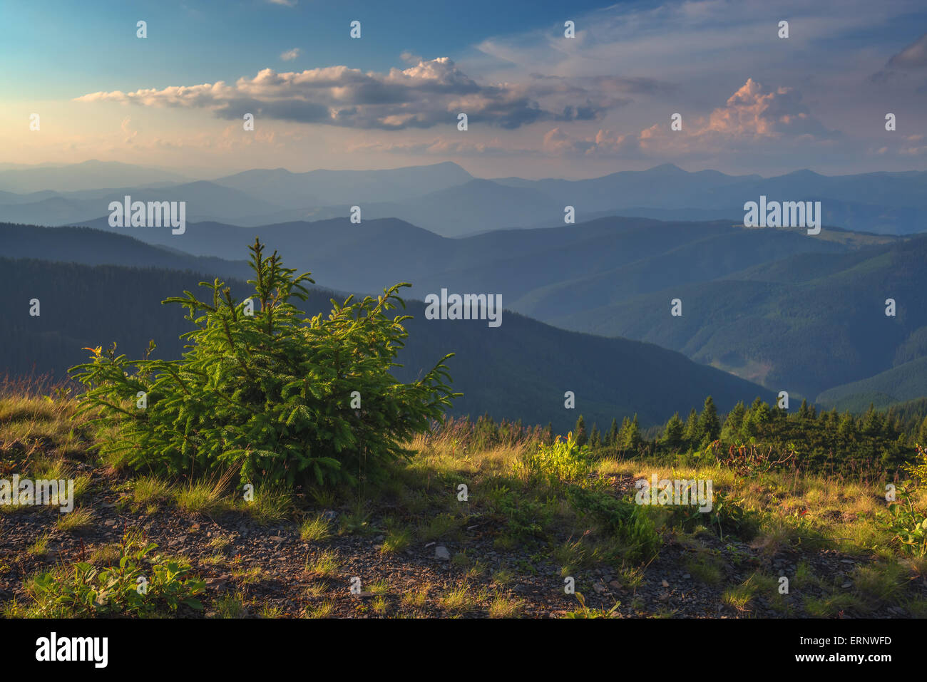 Carpathians mountain in summer time Stock Photo - Alamy