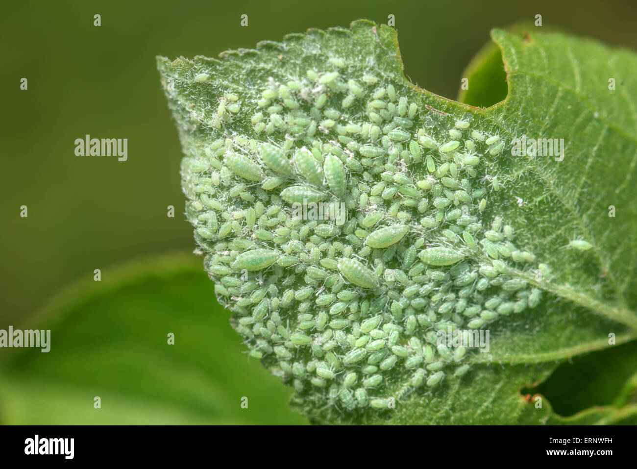 Insect plant hi-res stock photography and images - Alamy