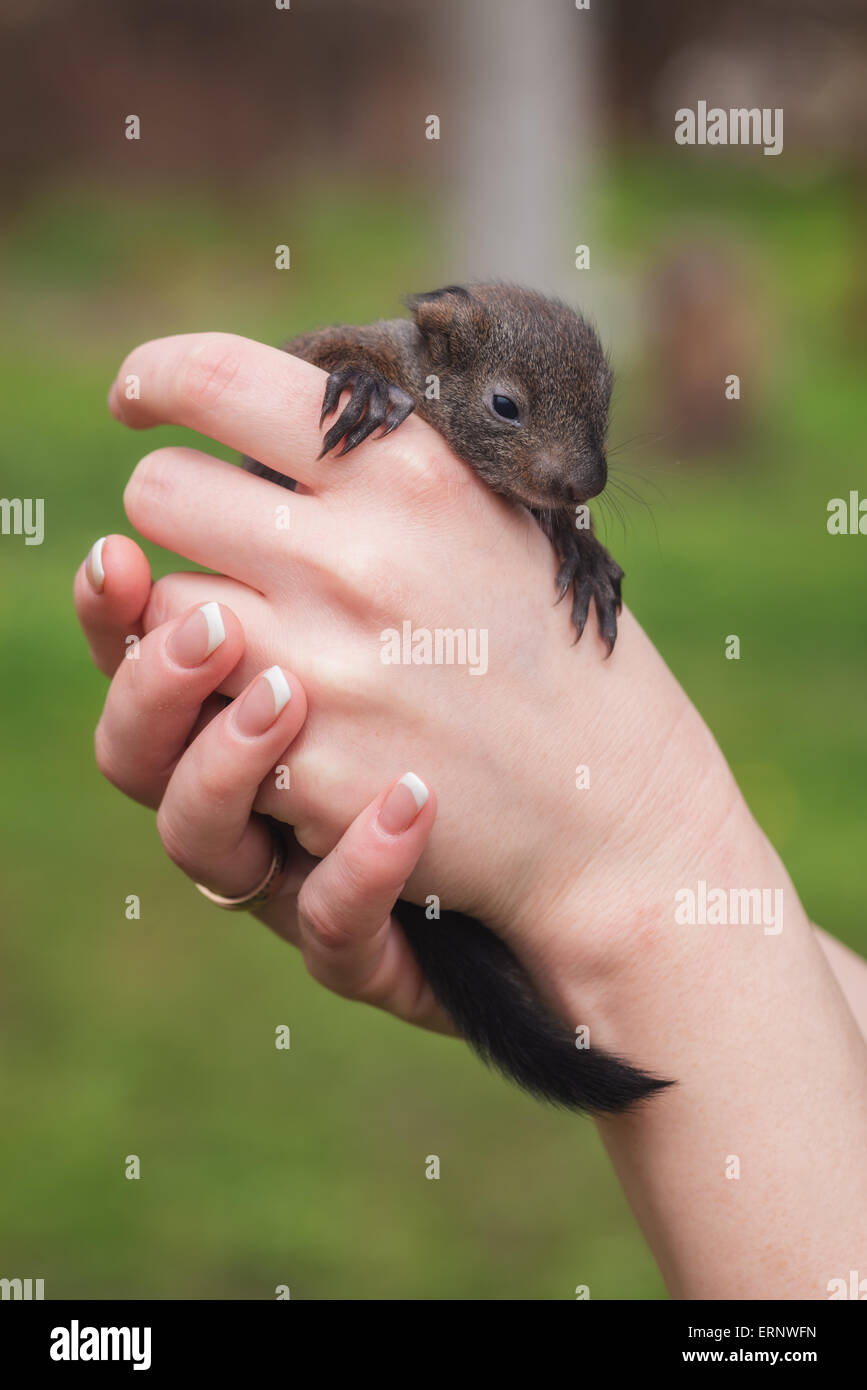 small squirrel in human hand closeup Stock Photo - Alamy